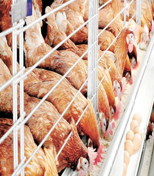 Poultry – astapharma